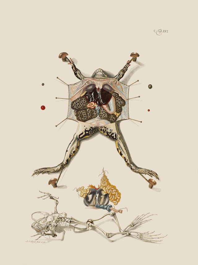Scientific Illustration As Art