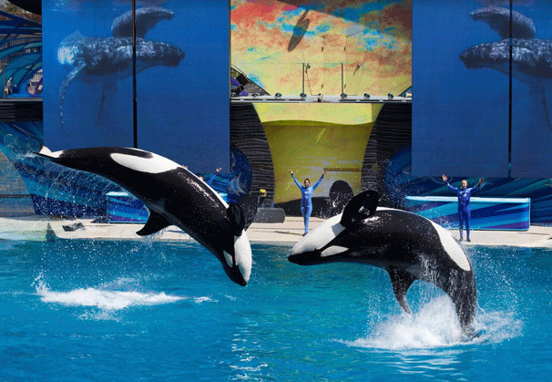 The Dark Story of Life Below Water in SeaWorld: Blackfish the Documentary