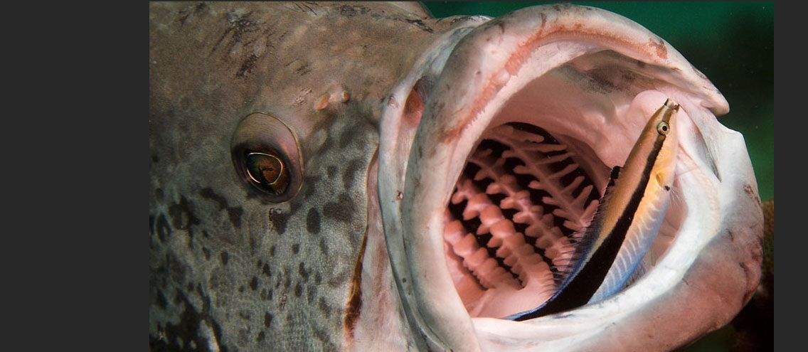 What We Know About the Feelings of Fish, Their Consciousness and How ...