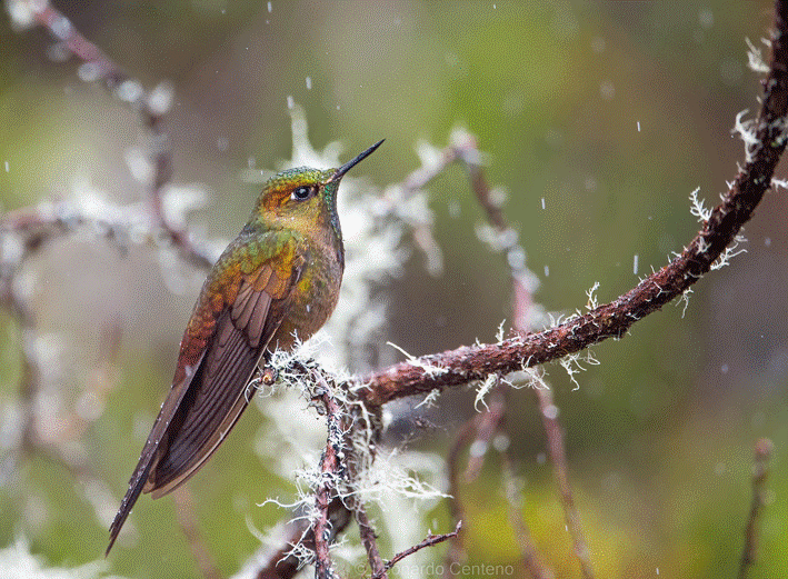 Leonardo Centeno's Lens Reveals a Hidden Natural Heritage