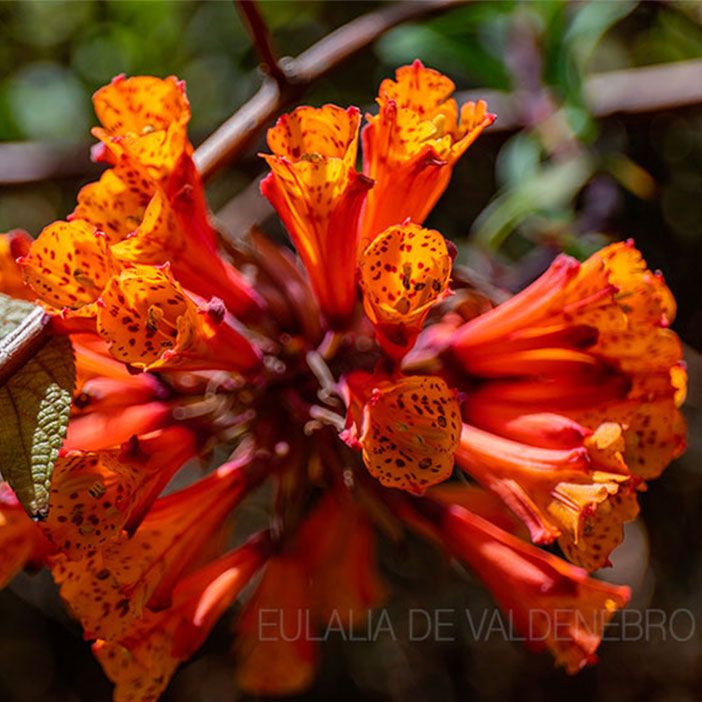Can a Native Landscape Adopt a Foreign Condition? ‘Foráneas/Nativas ...