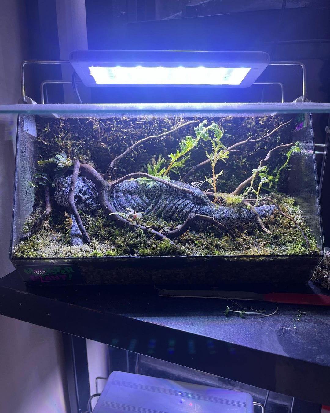 Monster Plant Indonesia: Lost World Terrariums to Discover Hidden ...