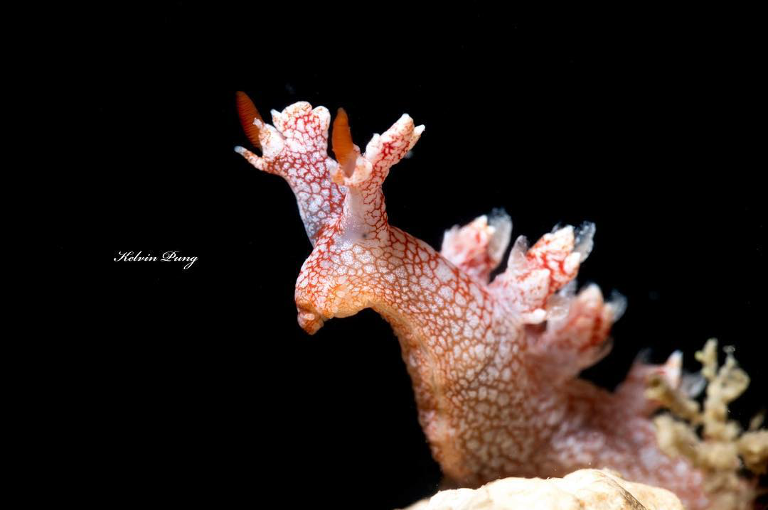 Kelvin Pung’s Underwater Photography Captures Singapore’s Hidden Marine ...