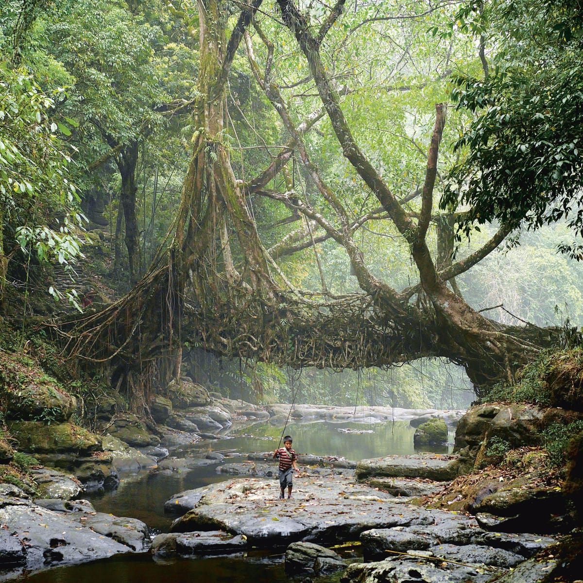 Julia Watson's book, 'Lo-TEK' Provides a Secret to Sustainably Work ...